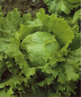 L'Informatore Agricolo - L'Informateur Agricole