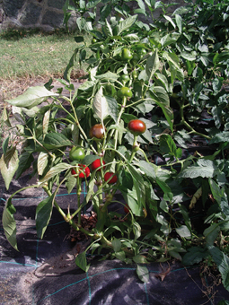 L'Informatore Agricolo - L'Informateur Agricole