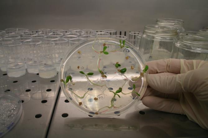 Banca del germoplasma - Regione Autonoma Valle d'Aosta